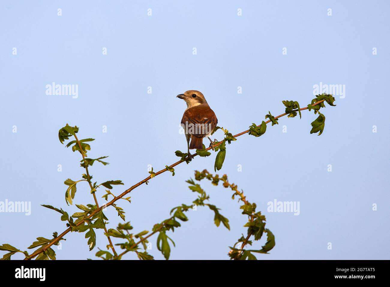 (Lanius collurio) is a small bird in the genus Lanius, family Laniidae ...