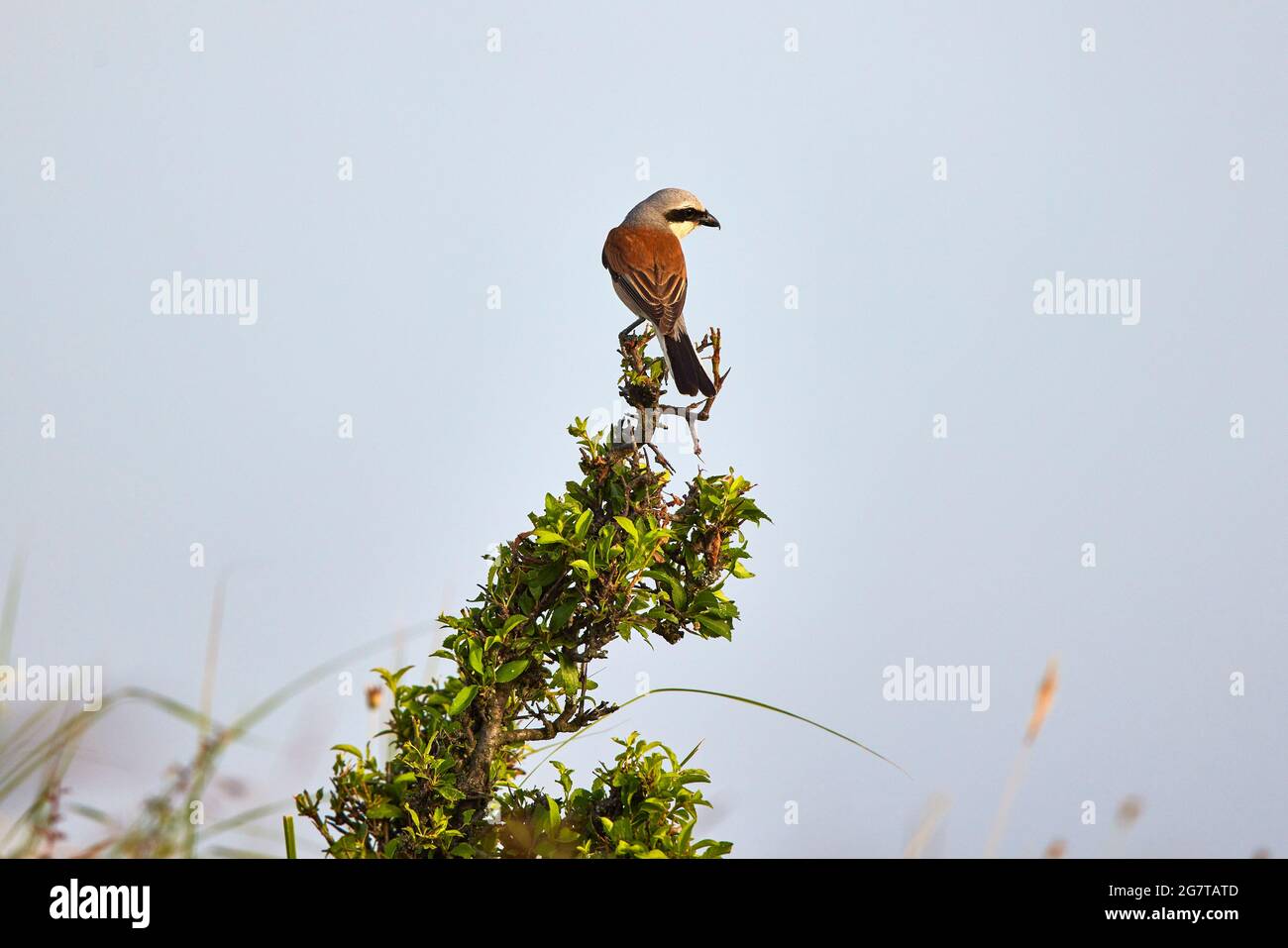 (Lanius collurio) is a small bird in the genus Lanius, family Laniidae ...