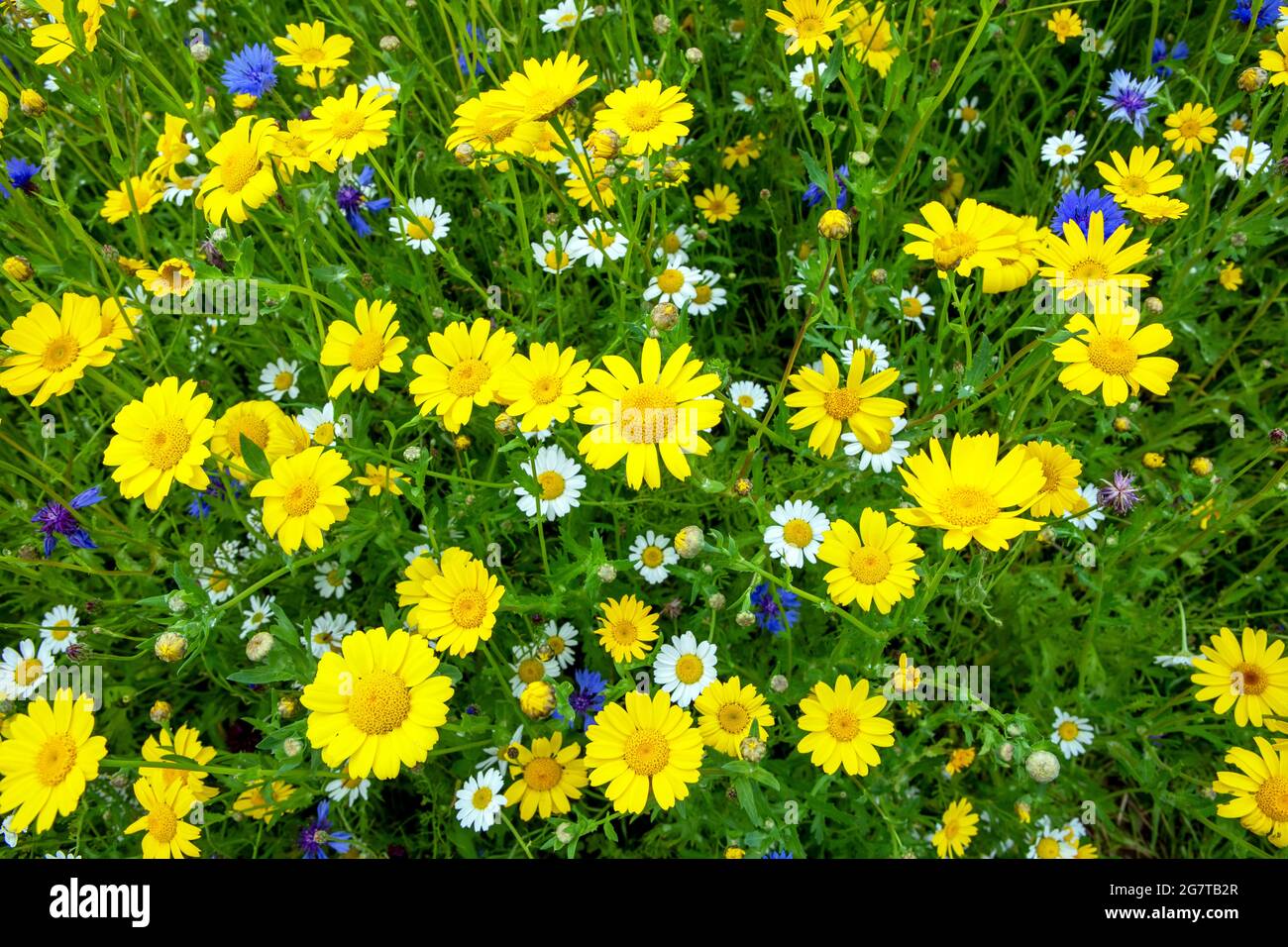 Mixed Daisies Devon UK Stock Photo - Alamy