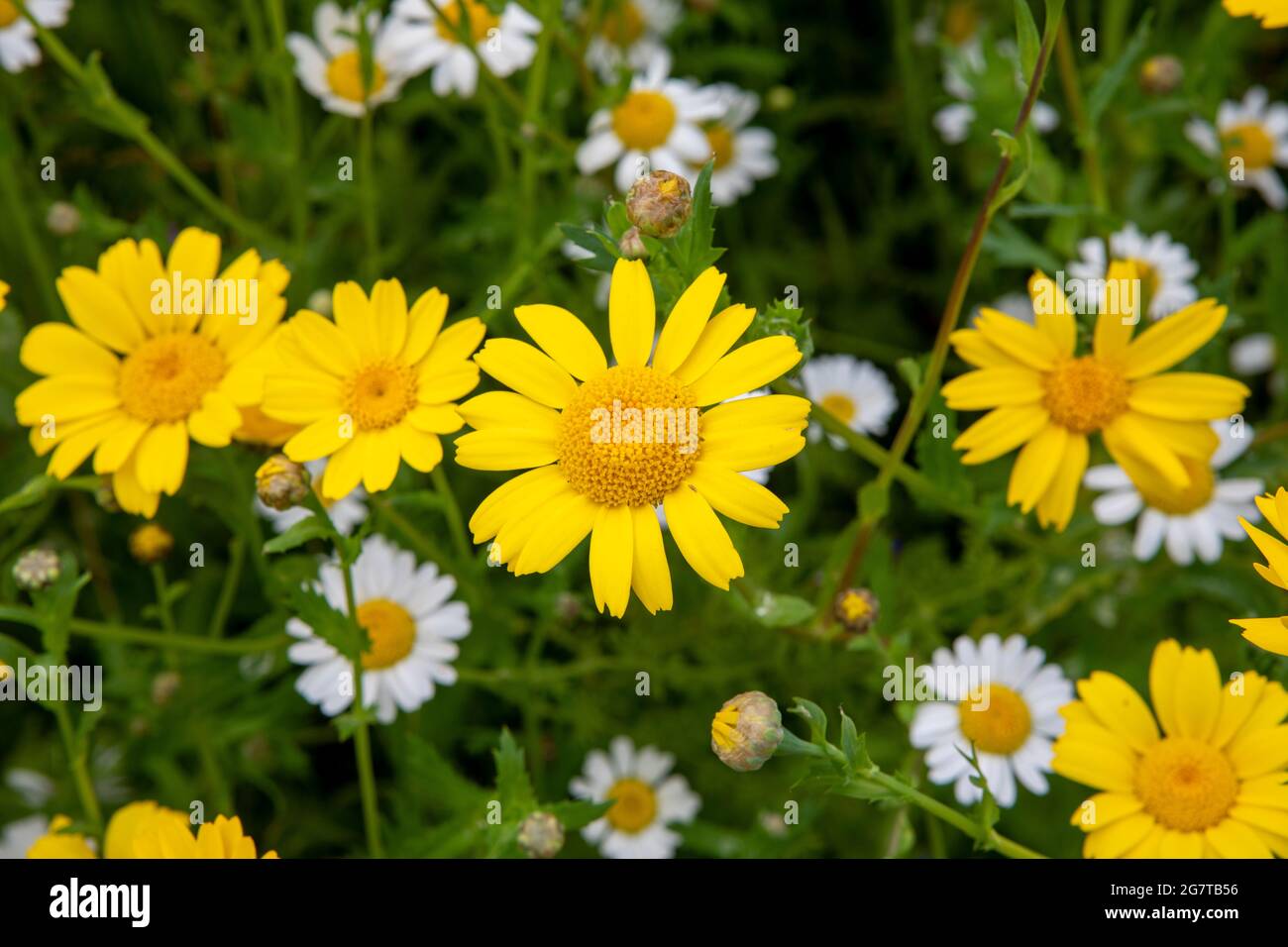 Mixed Daisies Devon UK Stock Photo - Alamy
