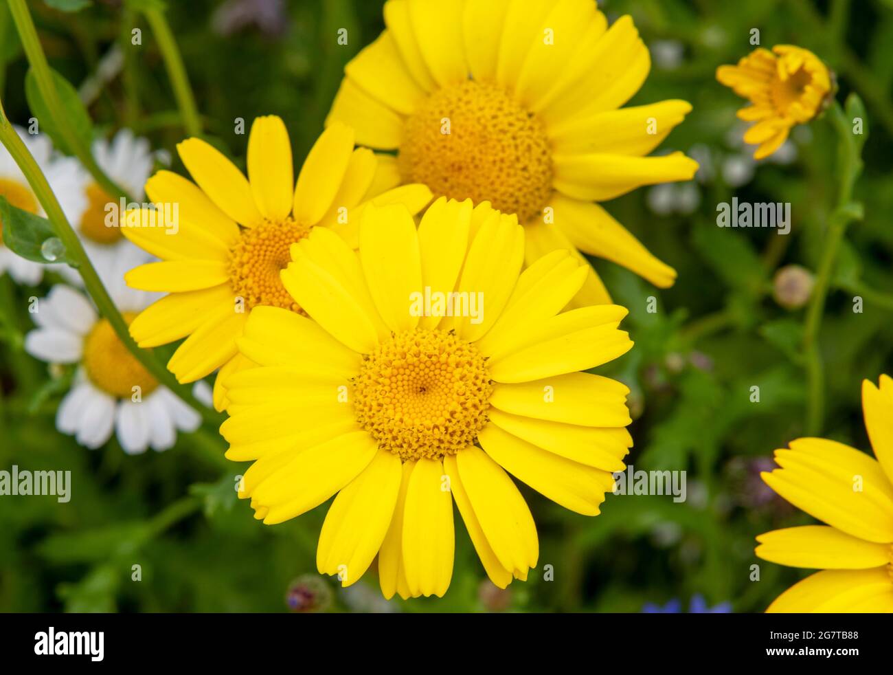 Mixed Daisies Devon UK Stock Photo - Alamy
