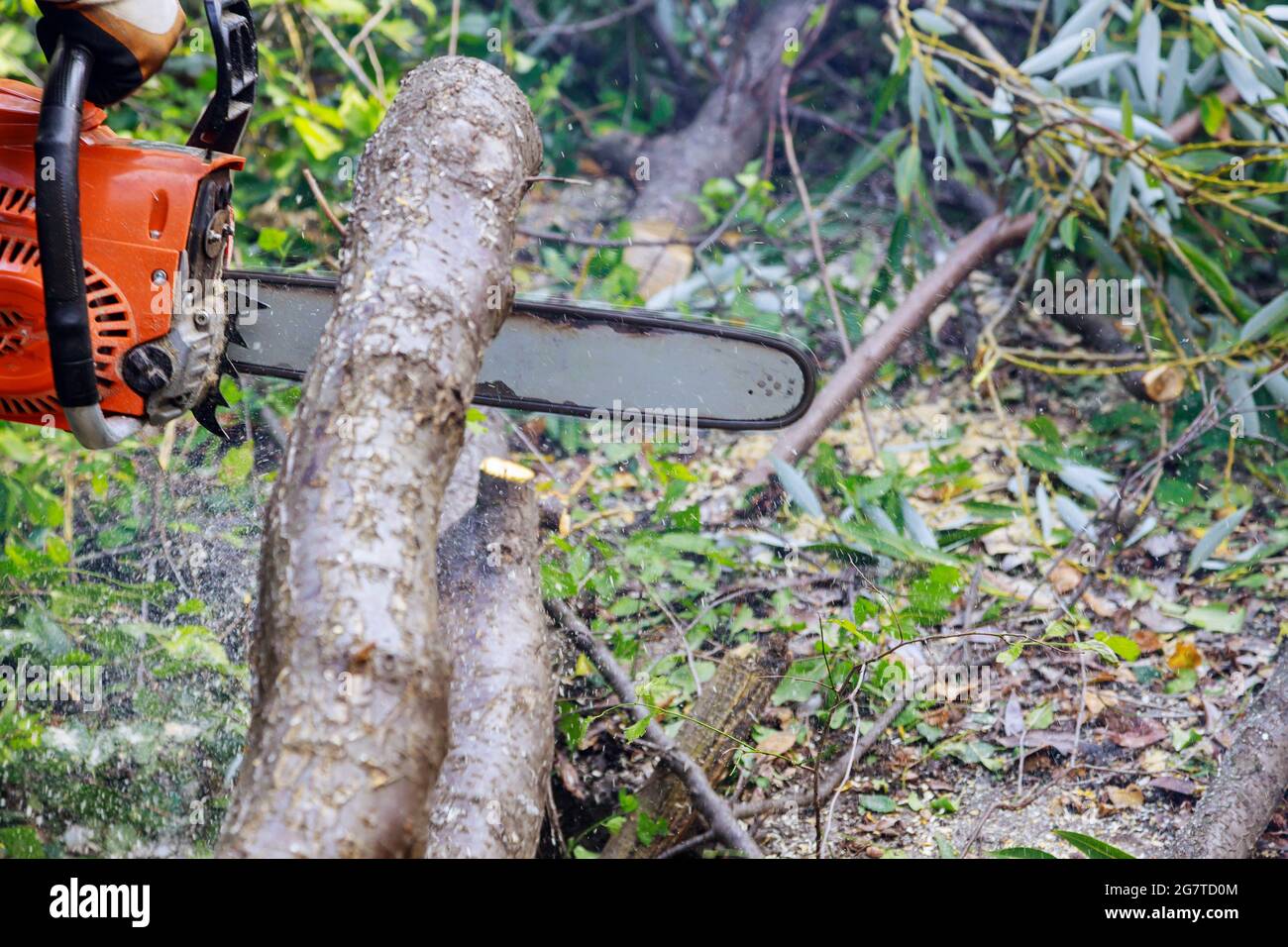 Sawing a tree with a chainsaw broken the trunk tree after a hurricane ...
