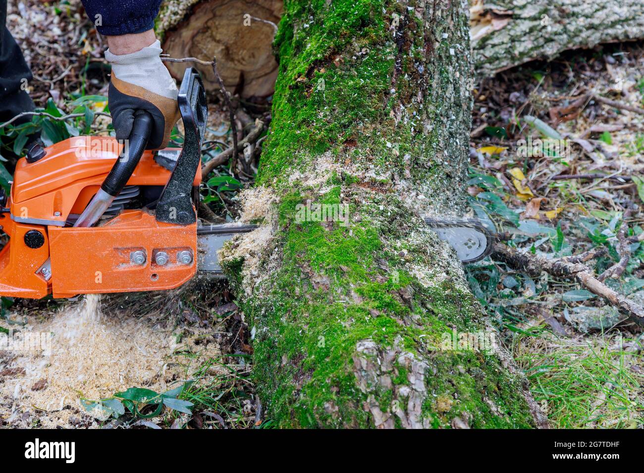 Chainsaw cutting into tree of uprooted broken tree, torn by the wind ...