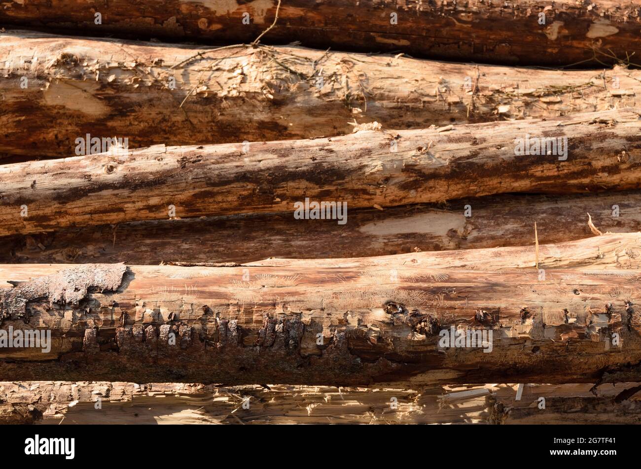 Wooden natural background, felled tree trunks and bark Stock Photo - Alamy