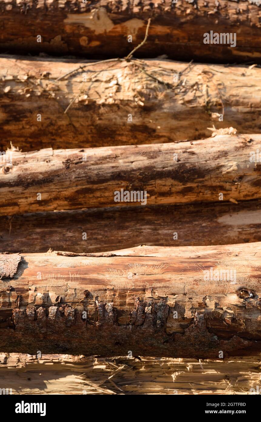 Wooden natural background, felled tree trunks and bark Stock Photo - Alamy