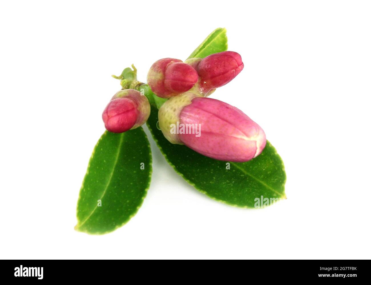 Fresh lemon flower isolated on white background Stock Photo - Alamy