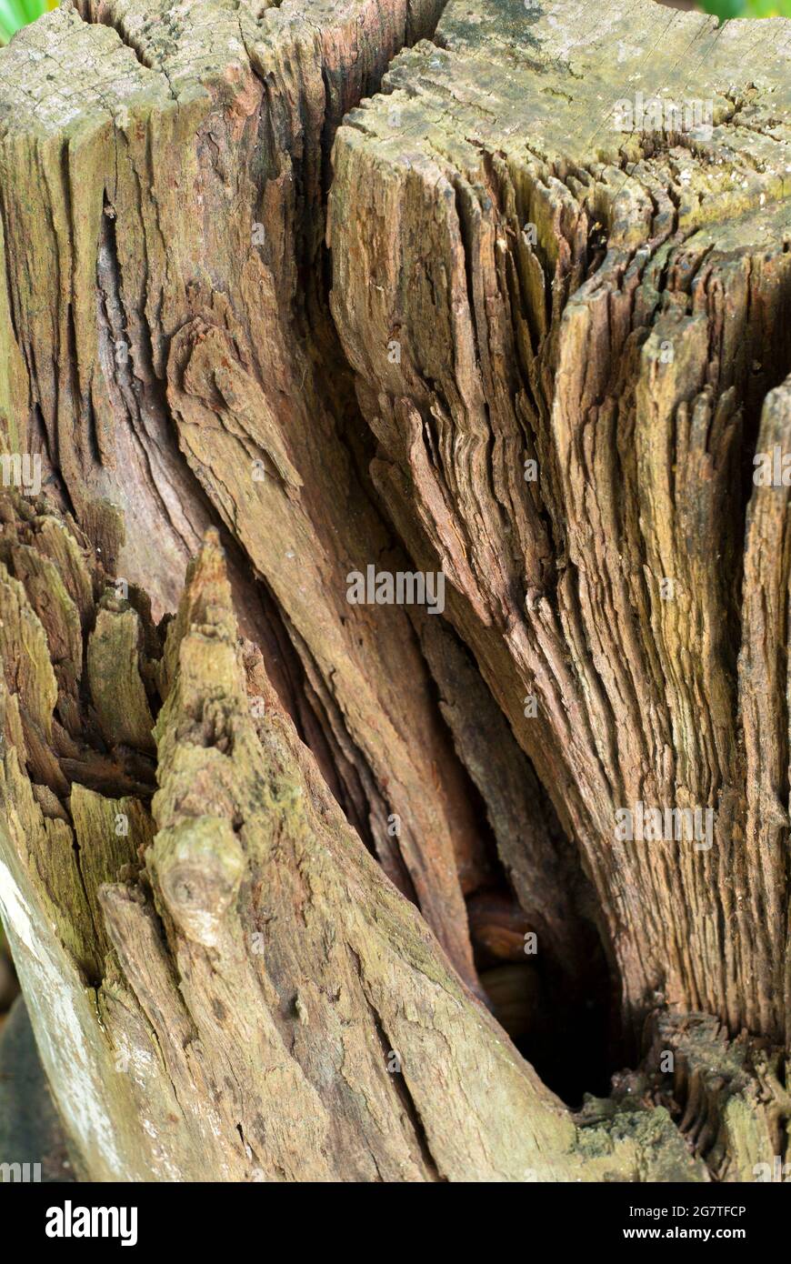 Texture and trenches on surface bark of tree trunk, abstract background ...