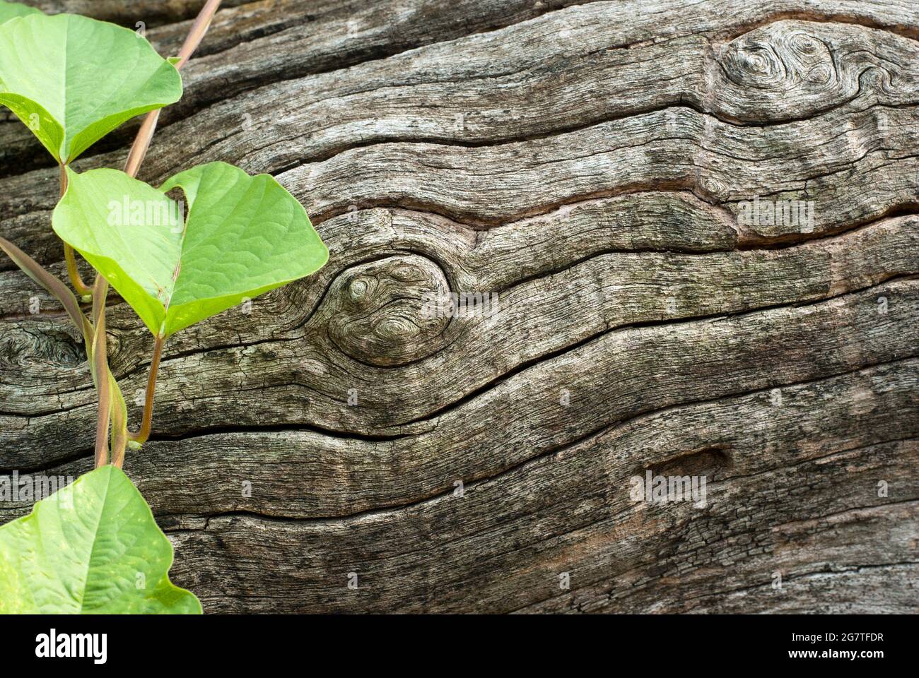 Texture and trenches on surface bark of tree trunk, abstract background ...