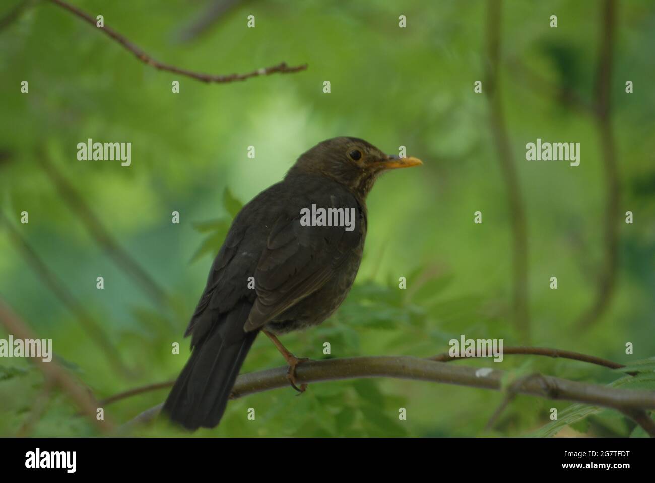 Blackbird, turdus merula, bird, songbird Stock Photo - Alamy