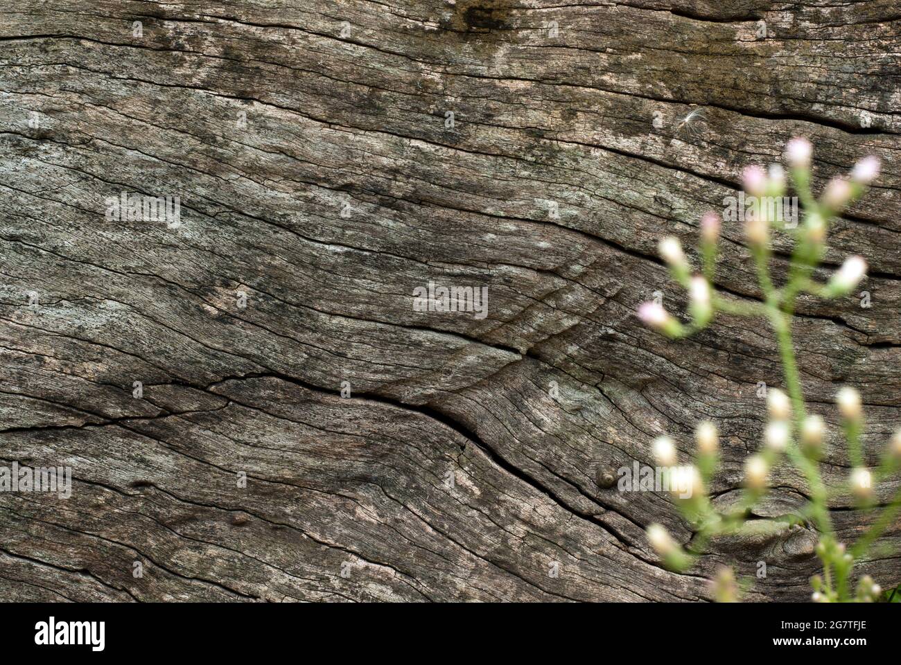Texture and trenches on surface bark of tree trunk, abstract background ...