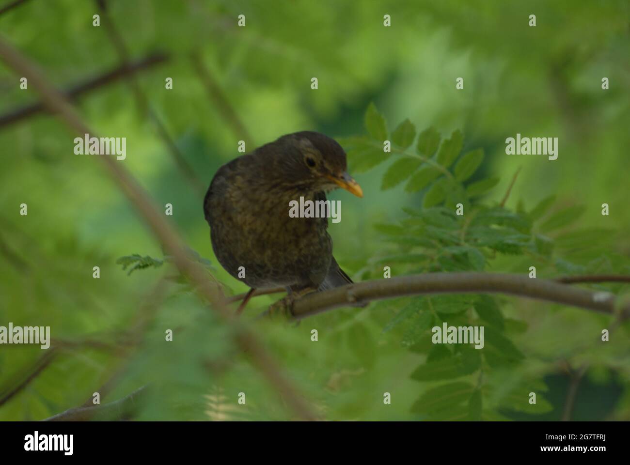 Blackbird, turdus merula, bird, songbird Stock Photo - Alamy
