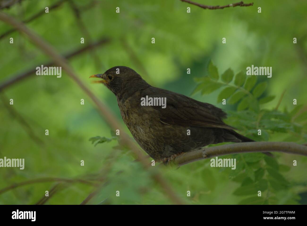 Songbirds birds hi-res stock photography and images - Alamy