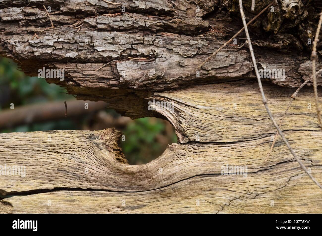 Decaying tree trunk hi-res stock photography and images - Alamy