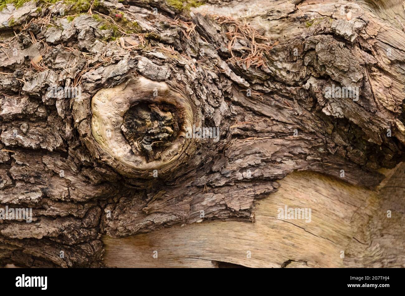 Old woodlands hi-res stock photography and images - Alamy