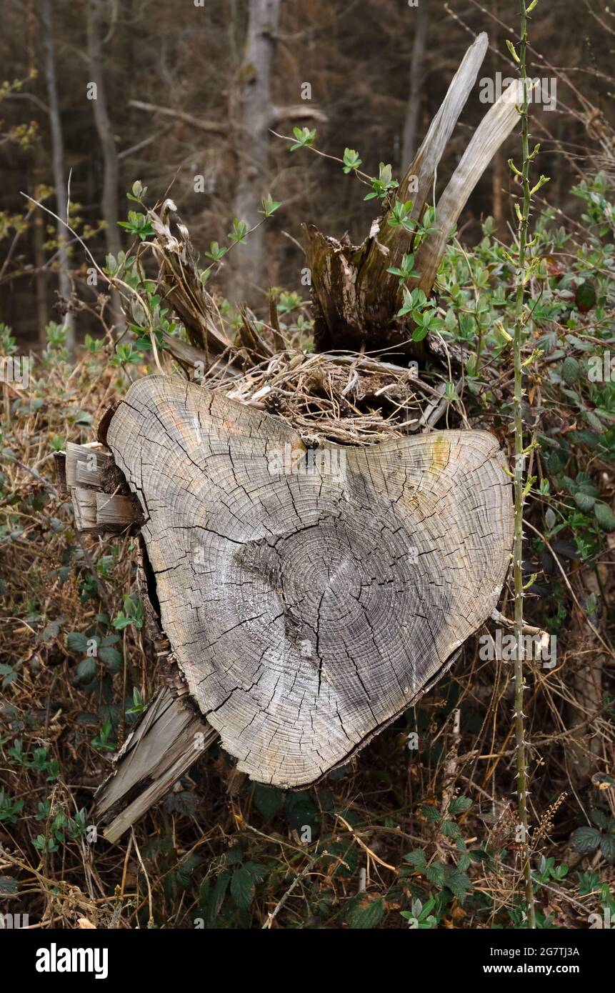 Tree growth structure hi-res stock photography and images - Alamy