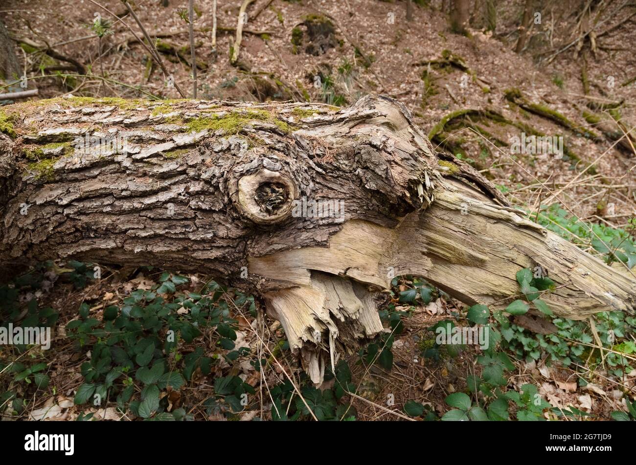 Decaying tree trunk hi-res stock photography and images - Alamy