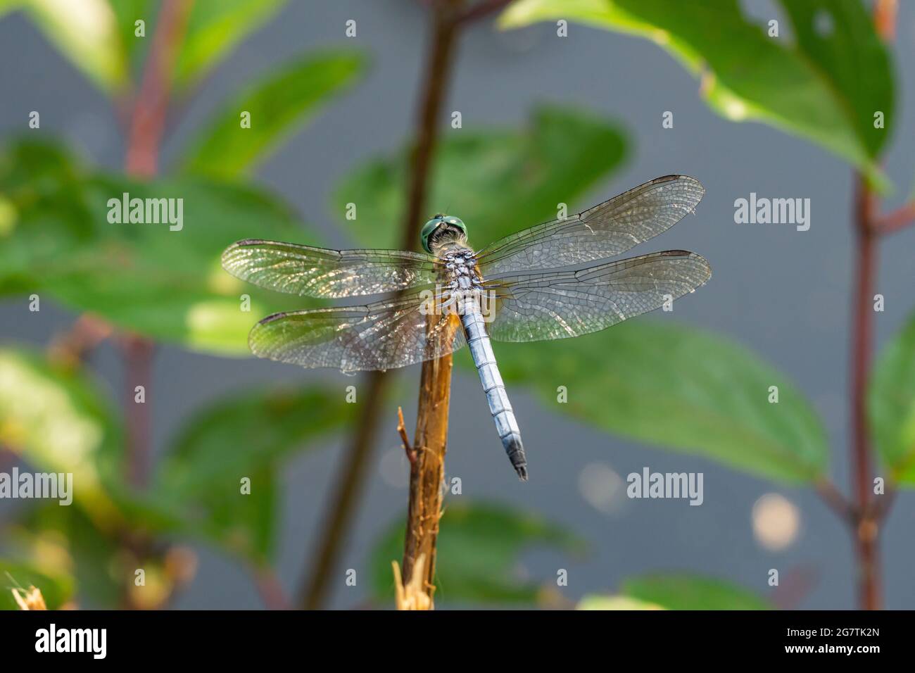Blue dasher abdomen hi-res stock photography and images - Alamy