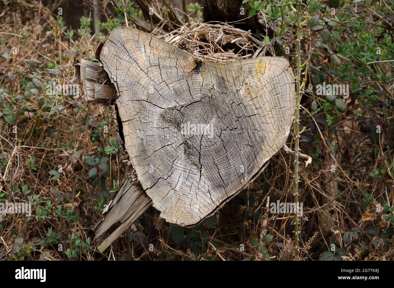 Cross-section with growth rings of an old decaying tree trunk in a ...