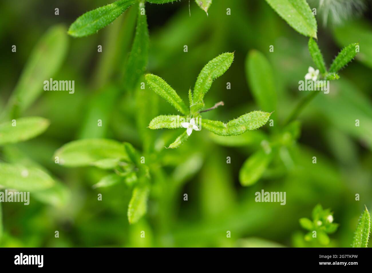 Spring cleavers hi-res stock photography and images - Alamy