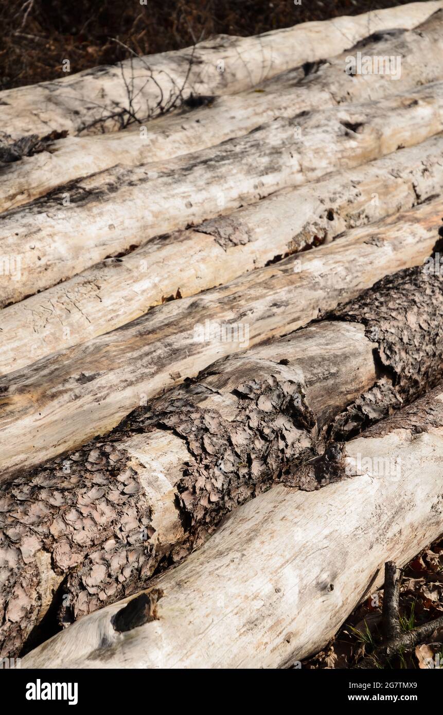 Wooden natural background, felled tree trunks and bark Stock Photo - Alamy