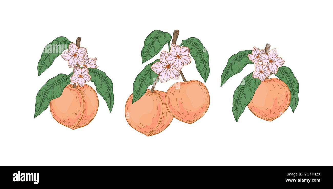 Set of colorful hand drawn peach branches with fruit and flowers ...