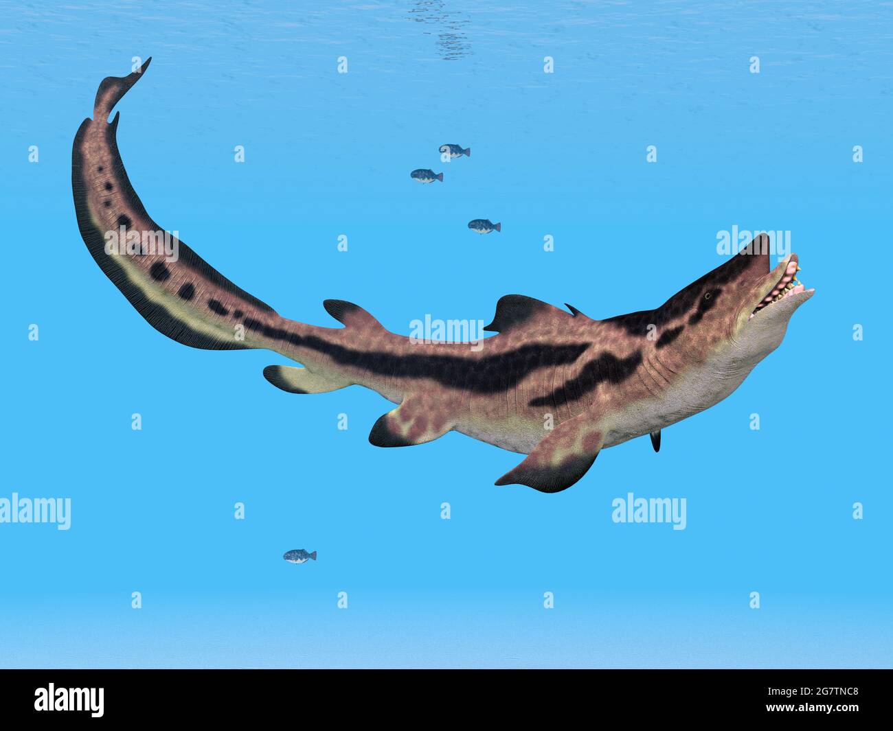 Prehistoric shark Edestus Stock Photo - Alamy