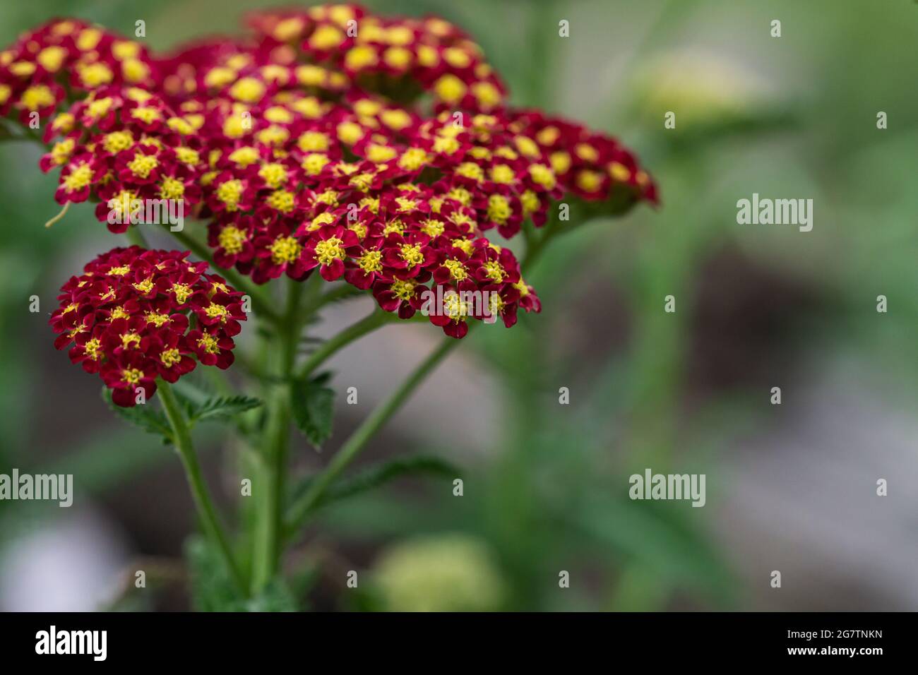 Cultivated yarrow hi-res stock photography and images - Alamy