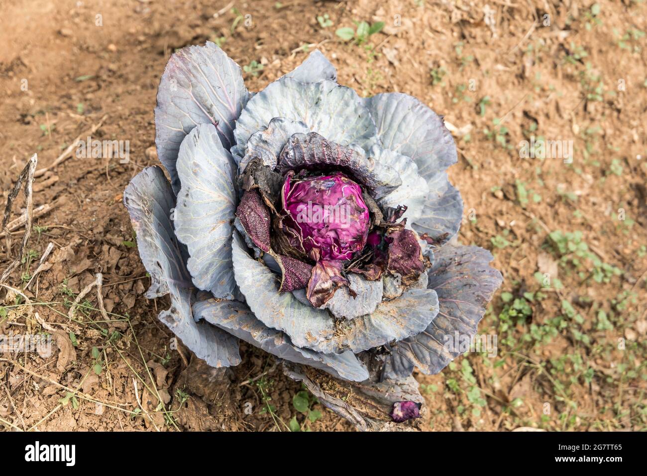 Purple Cabbage growing in a garden Stock Photo - Alamy