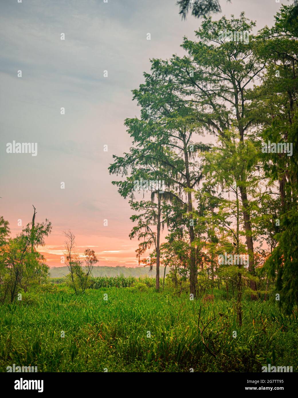 Cypress trees louisiana hi-res stock photography and images - Alamy