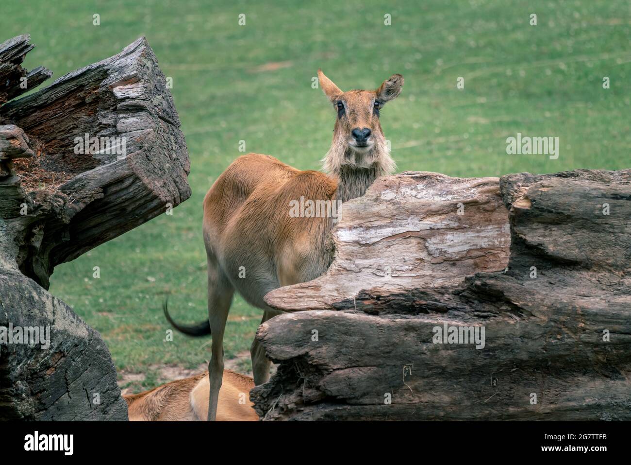 Asian deer species hi-res stock photography and images - Alamy