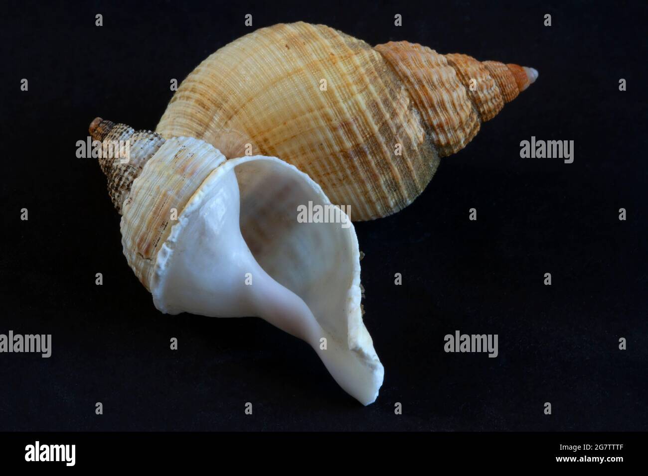 The Dog Whelk is a familiar seashore mollusc, preferring rocky shores ...