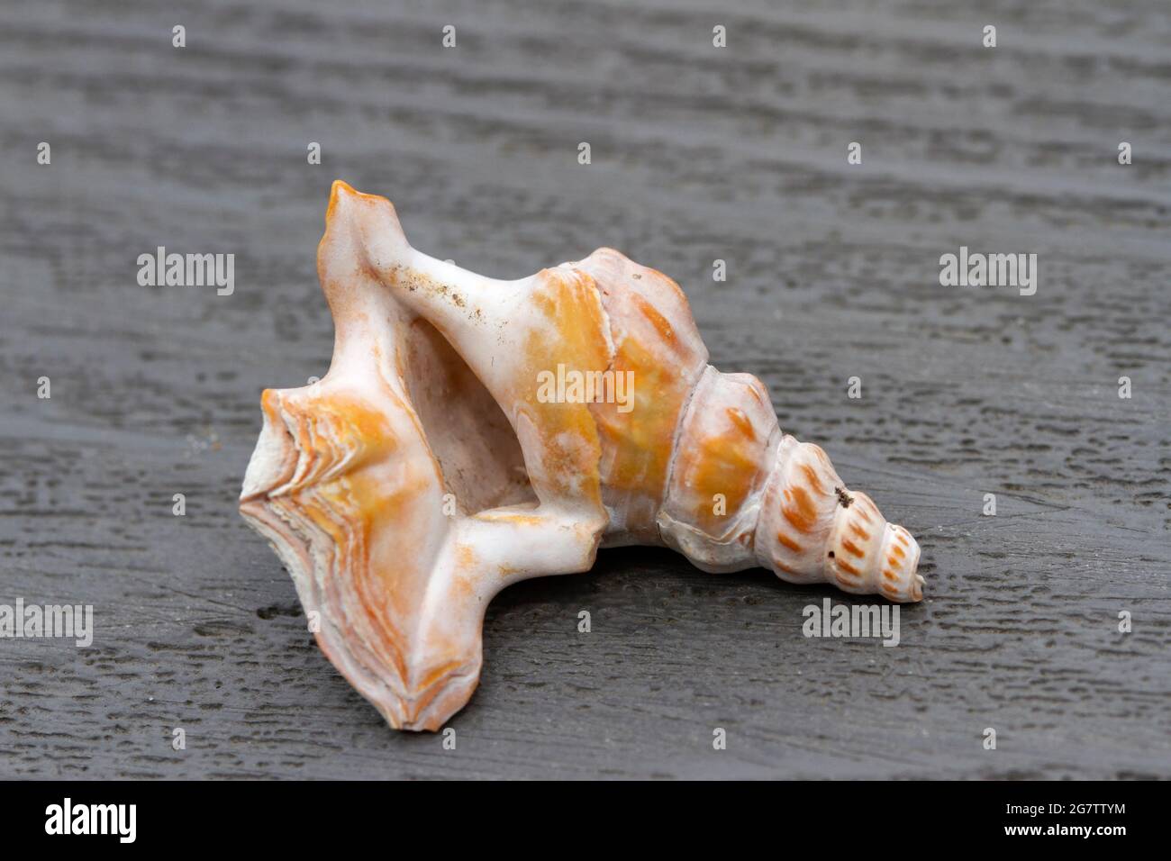The pronounced lip on the shell of the Pelican's Foot makes this ...
