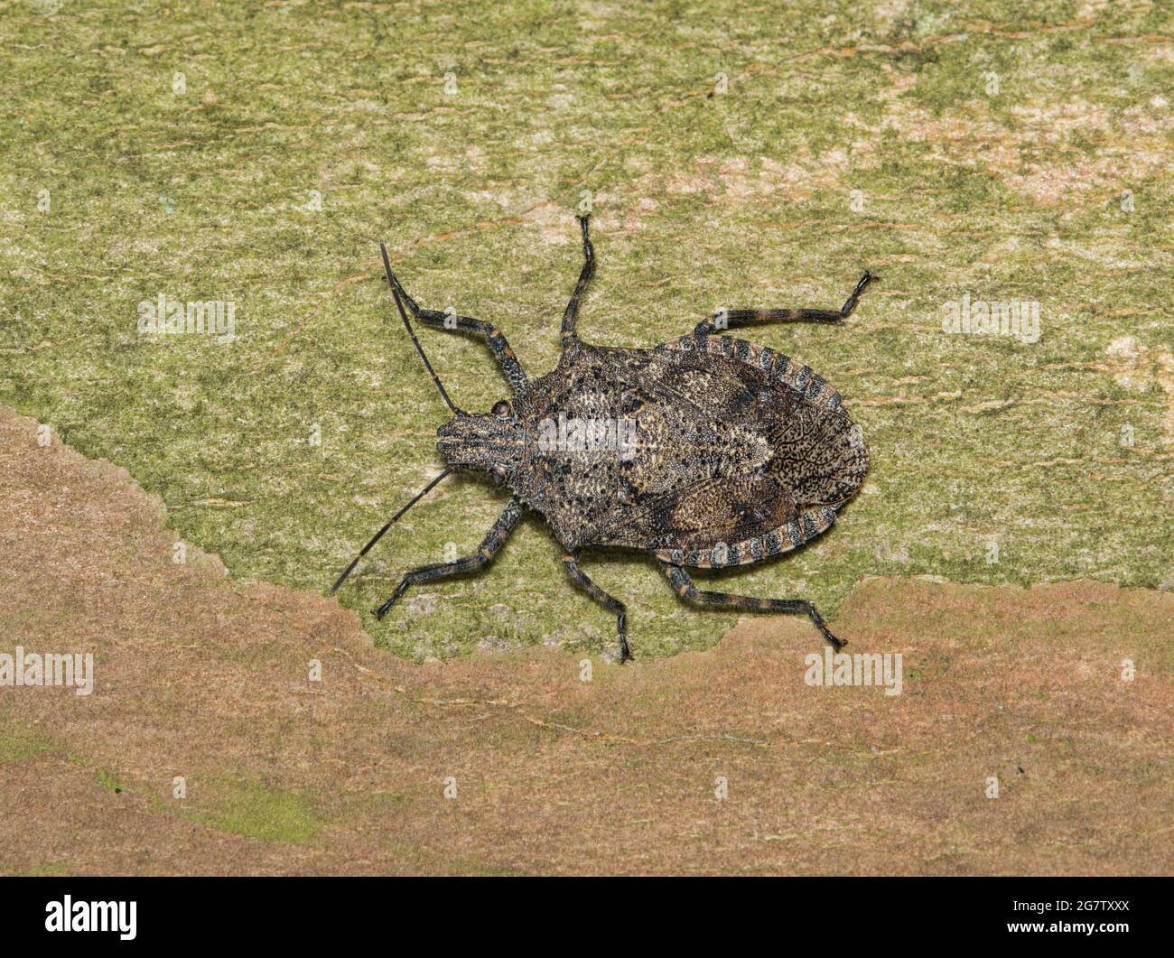 Horizontal bug bugs hi-res stock photography and images - Alamy