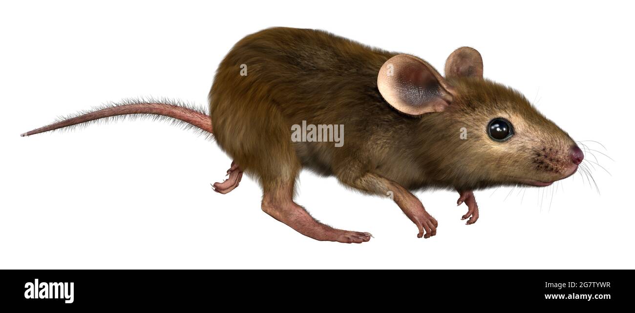 3D rendering of a little house mouse isolated on white background Stock ...