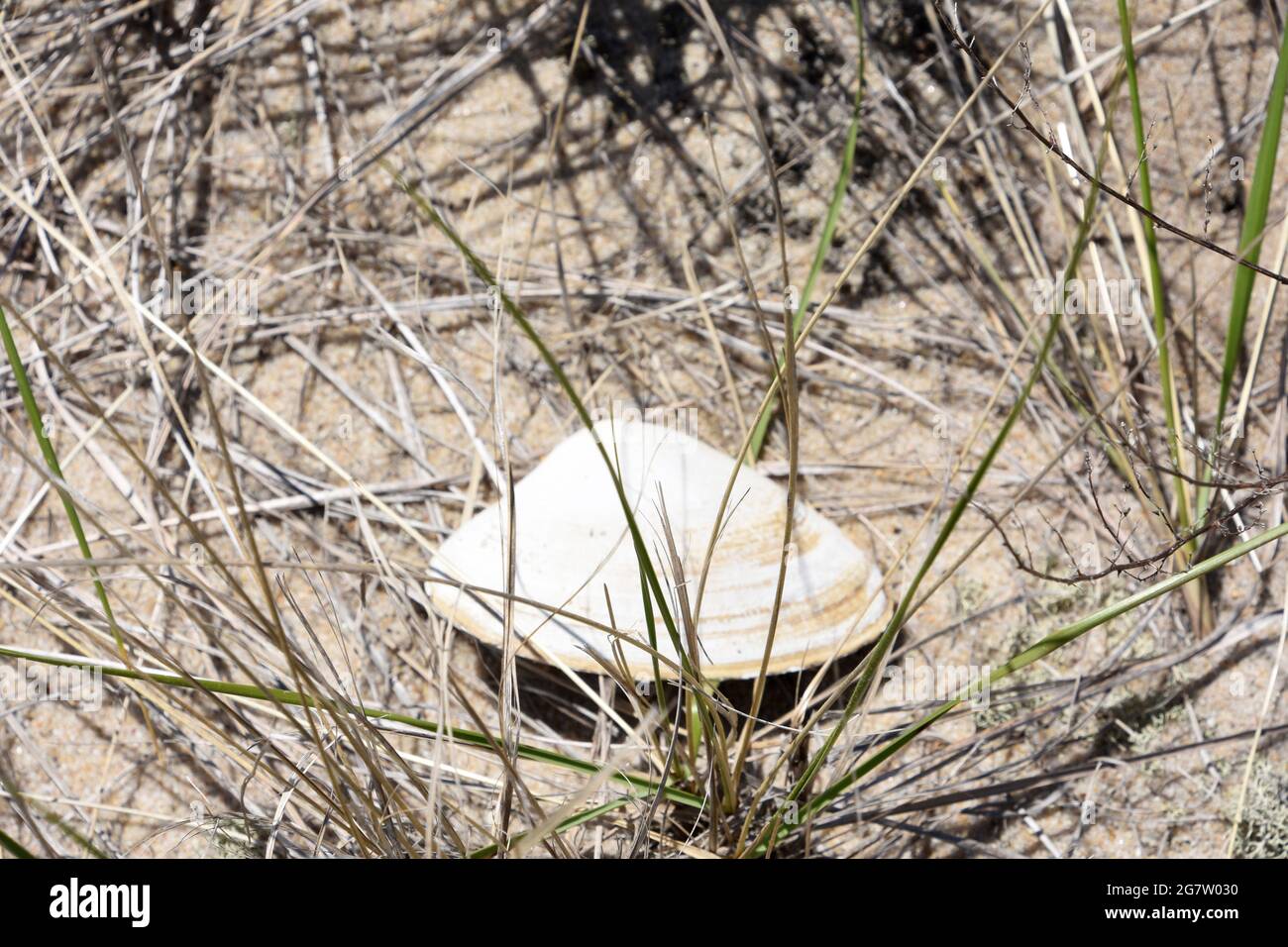 White clam shell sitting on a sand beach amongst marsh grass Stock ...