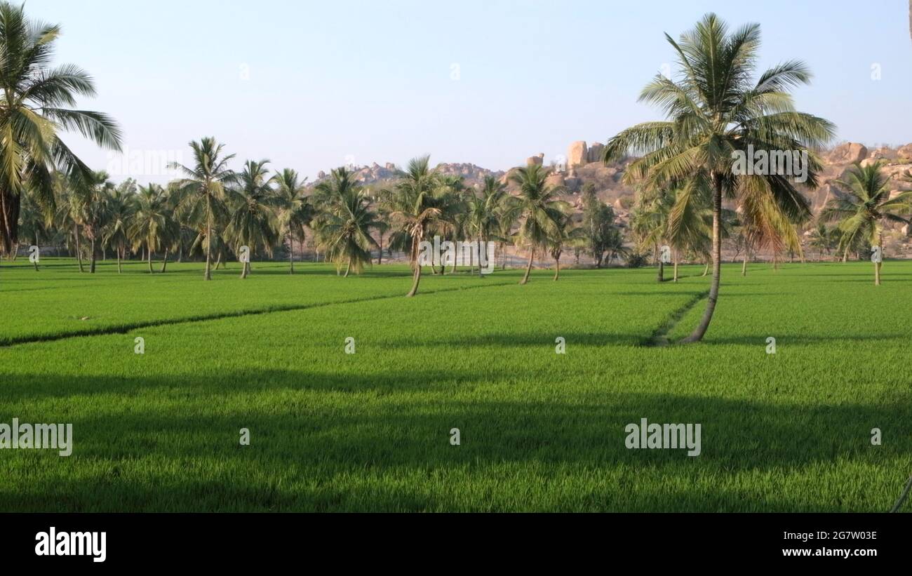 Green meadow with palm trees in an ancient village called Hampi in ...