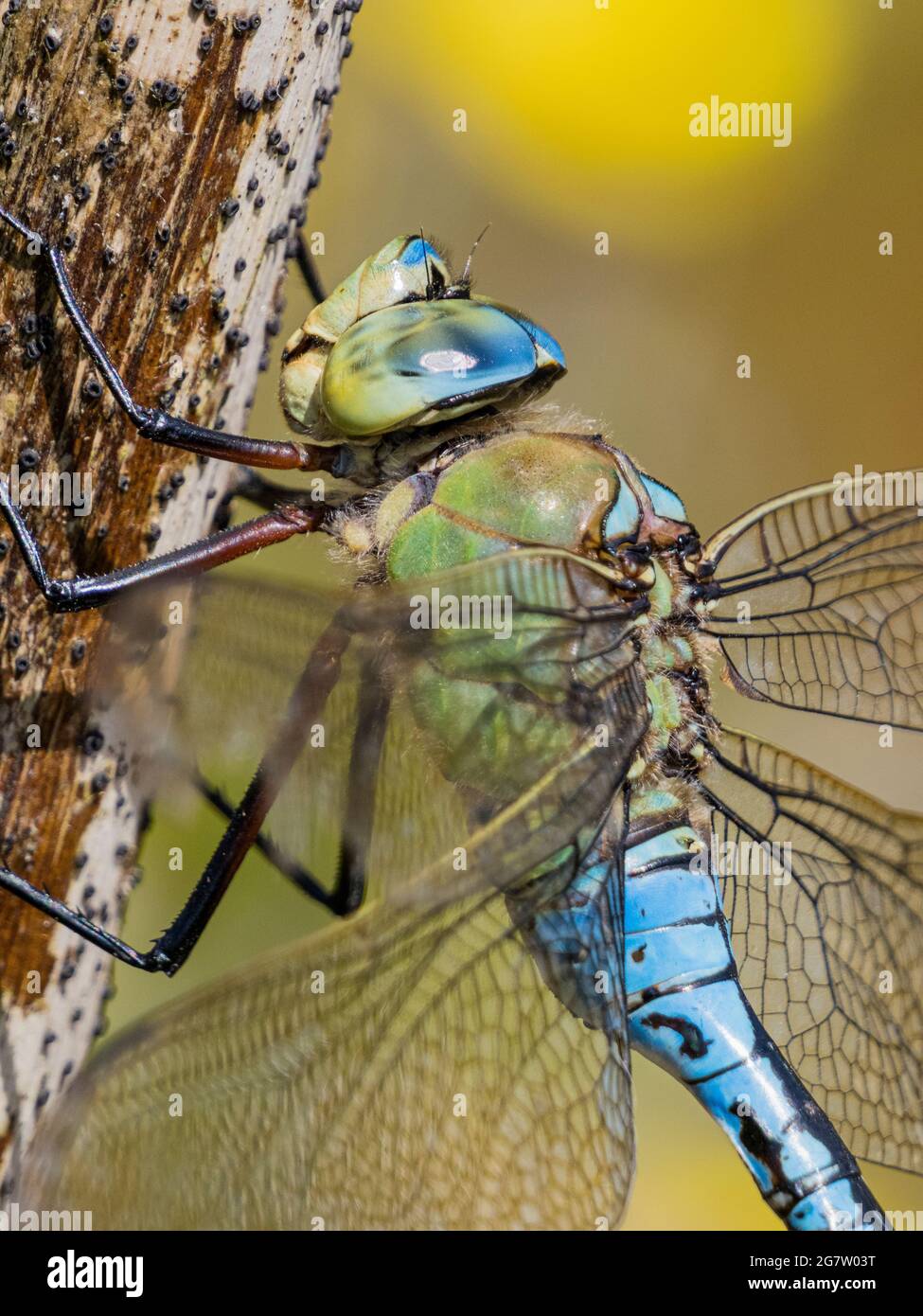 Emperor dragonfly hi-res stock photography and images - Alamy