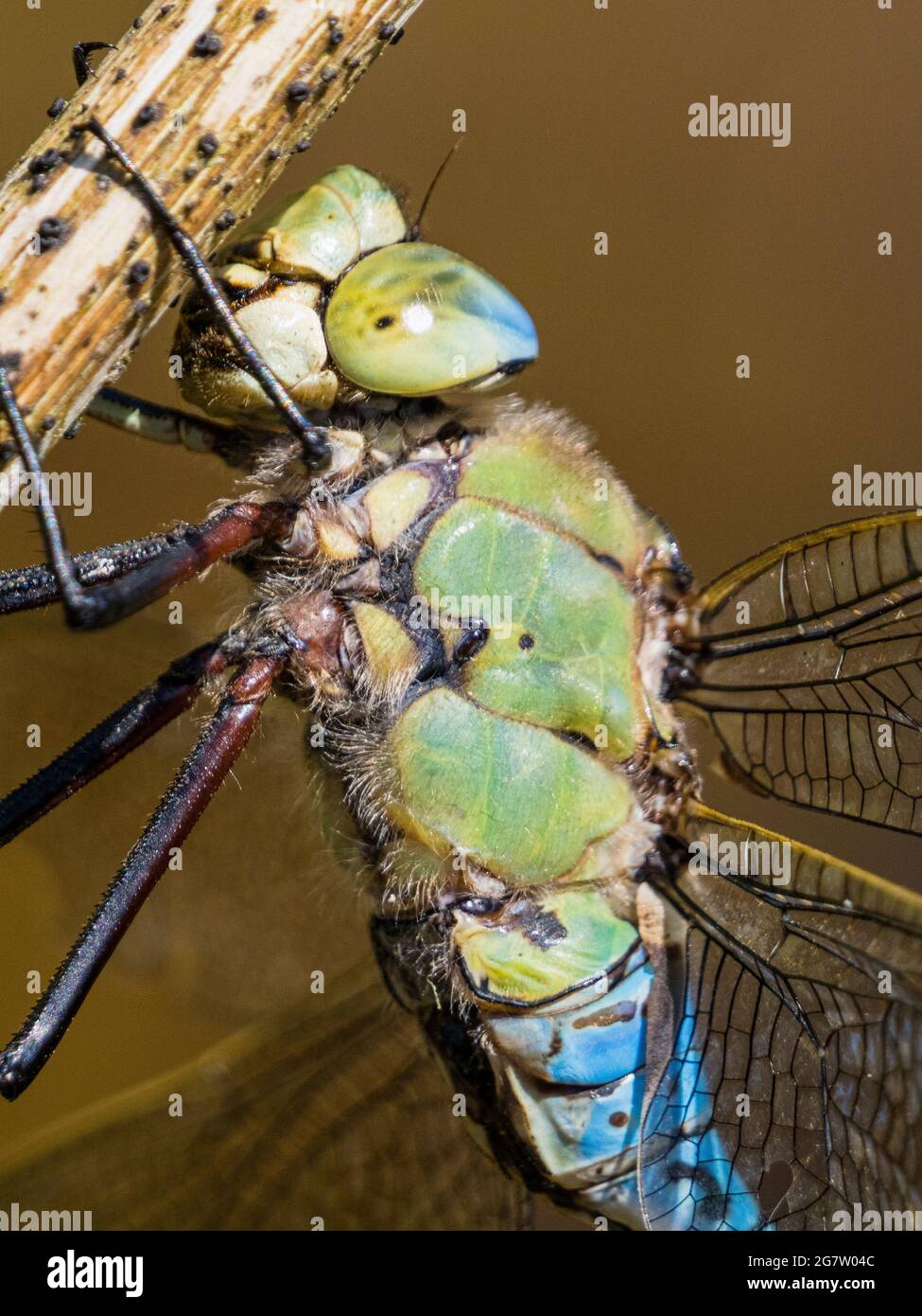 A male emperor dragonfly in mid summer around a pool in mid Wales Stock ...