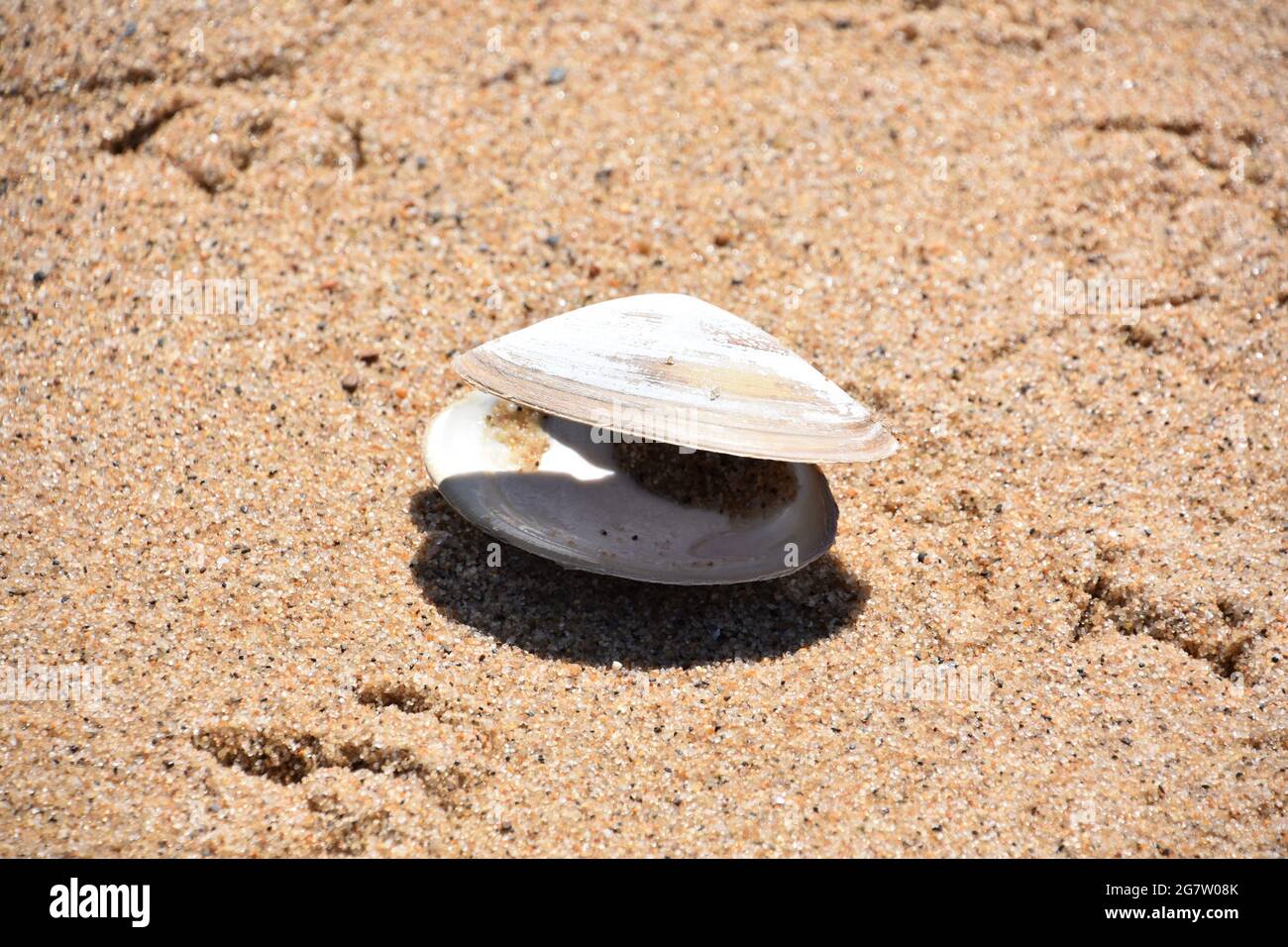 Clam shell open on beach sand on Cape Cod Stock Photo - Alamy