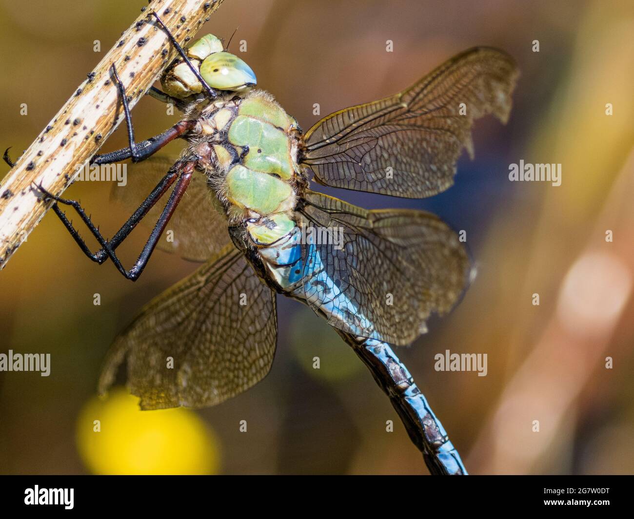 A male emperor dragonfly in mid summer around a pool in mid Wales Stock ...