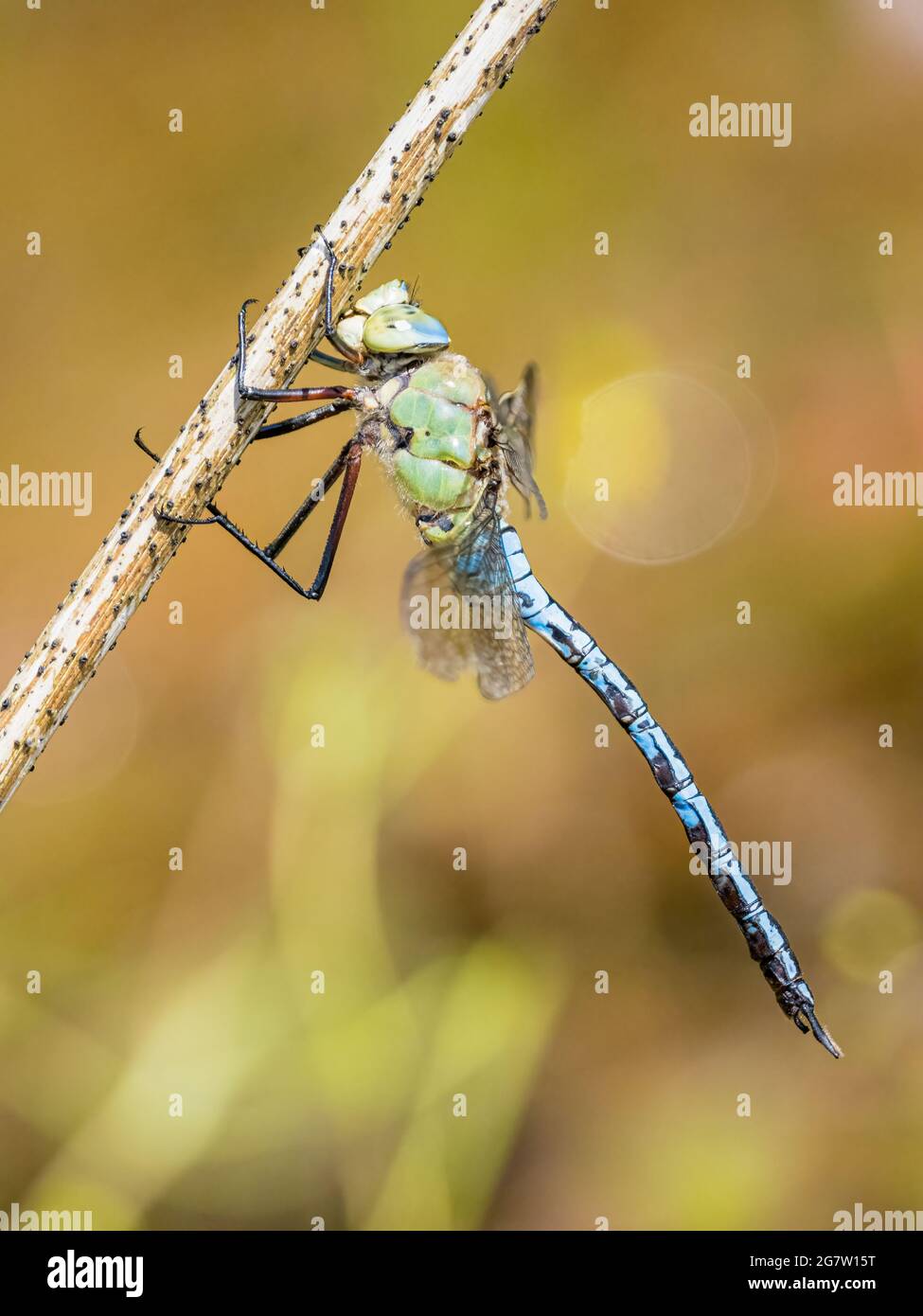 A male emperor dragonfly in mid summer around a pool in mid Wales Stock ...