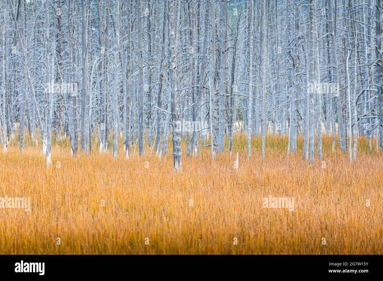 Natural landscape of drought heat zone of grey dead trees with orange ...