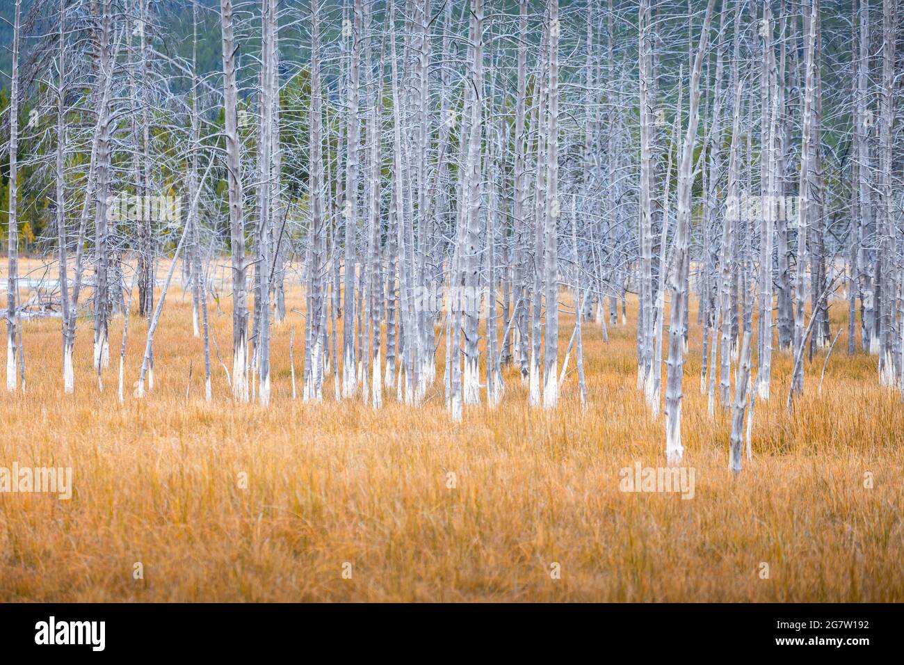 Natural landscape of drought heat zone of grey dead trees with orange ...