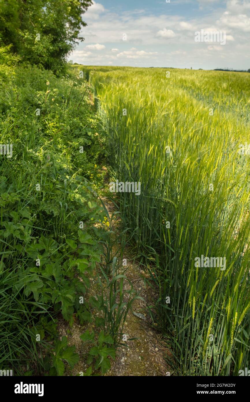 Wide agricultural landscape with Rapeseed (Brassica napus) field in ...