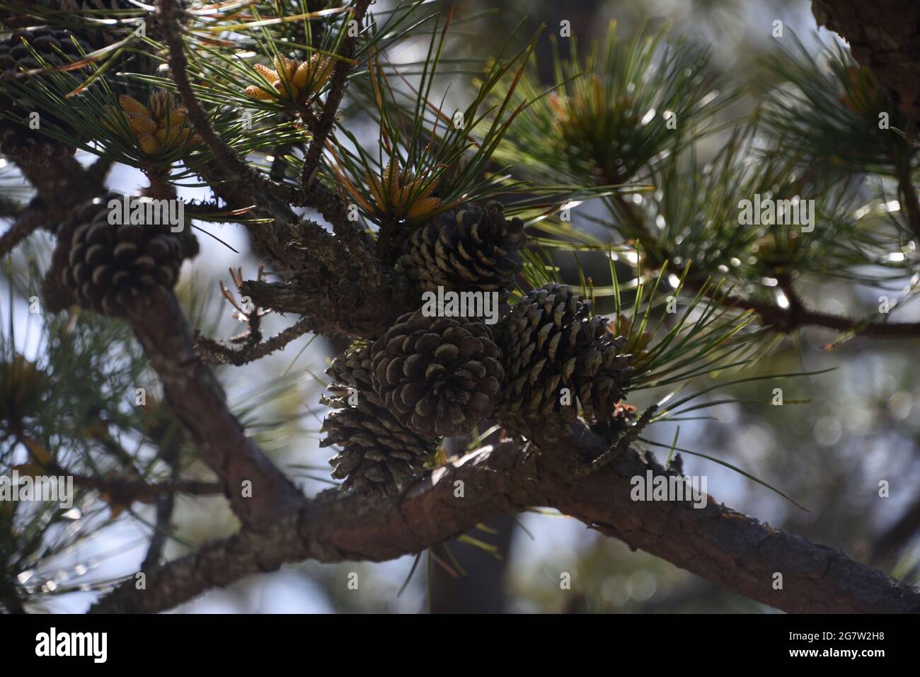 Group of pine cones hanging in a cluster on a tree Stock Photo - Alamy