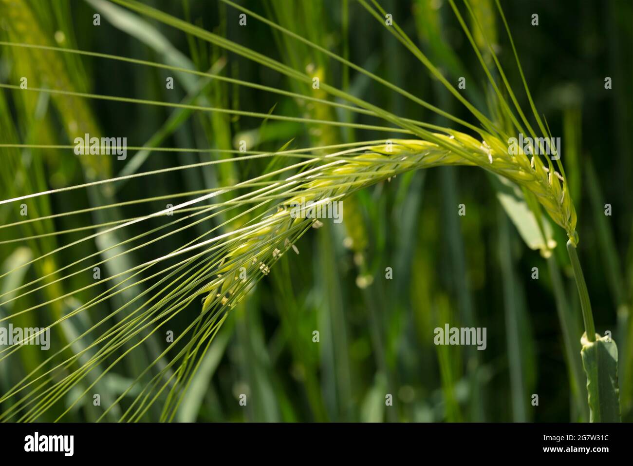 Very close-up Barley (Hordeum vulgare) ears showing makeup and ...