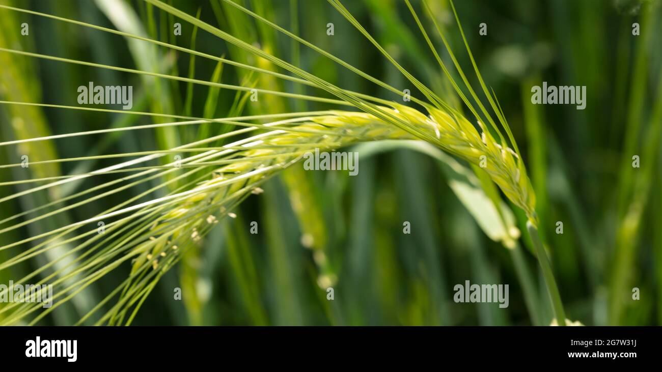 Very close-up Barley (Hordeum vulgare) ears showing makeup and ...