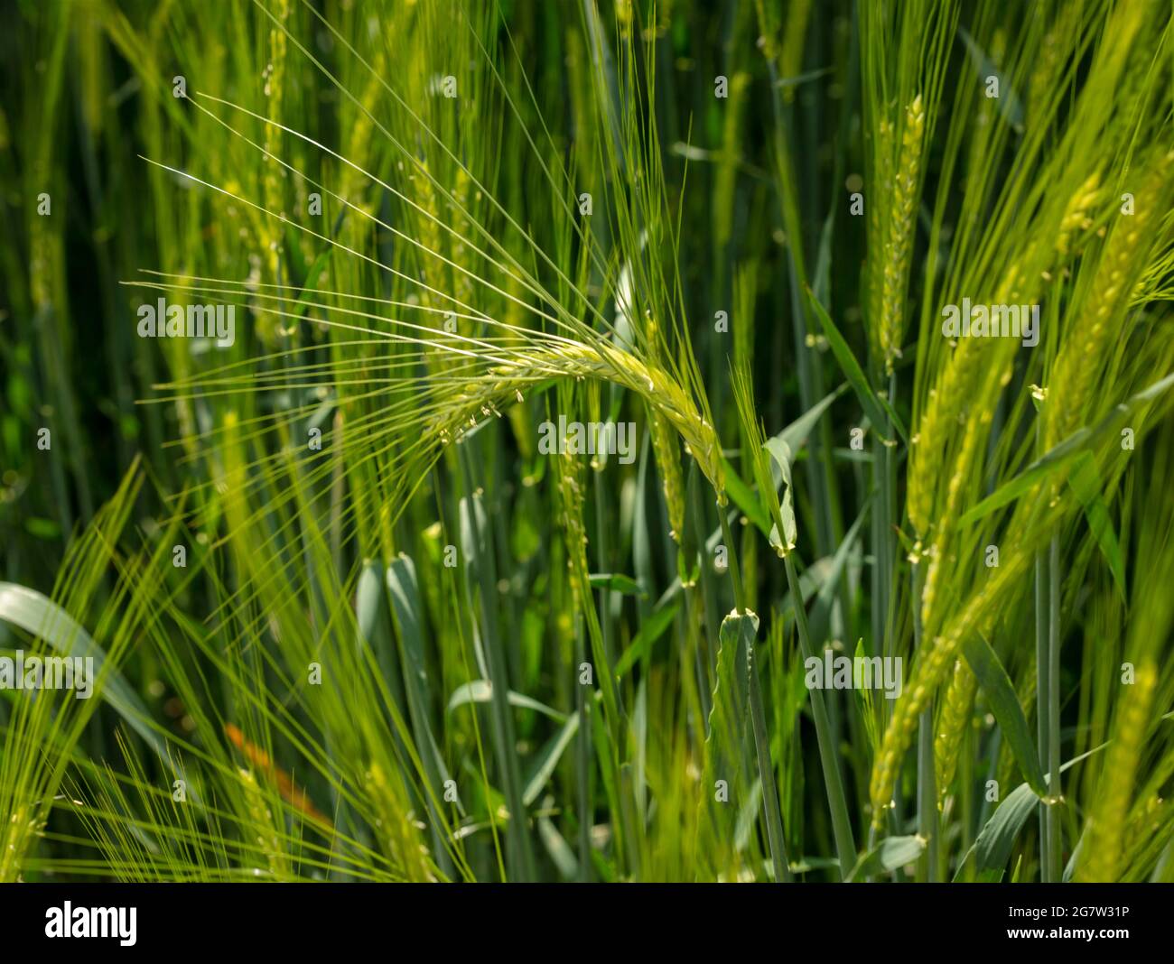 Very close-up Barley (Hordeum vulgare) ears showing makeup and ...