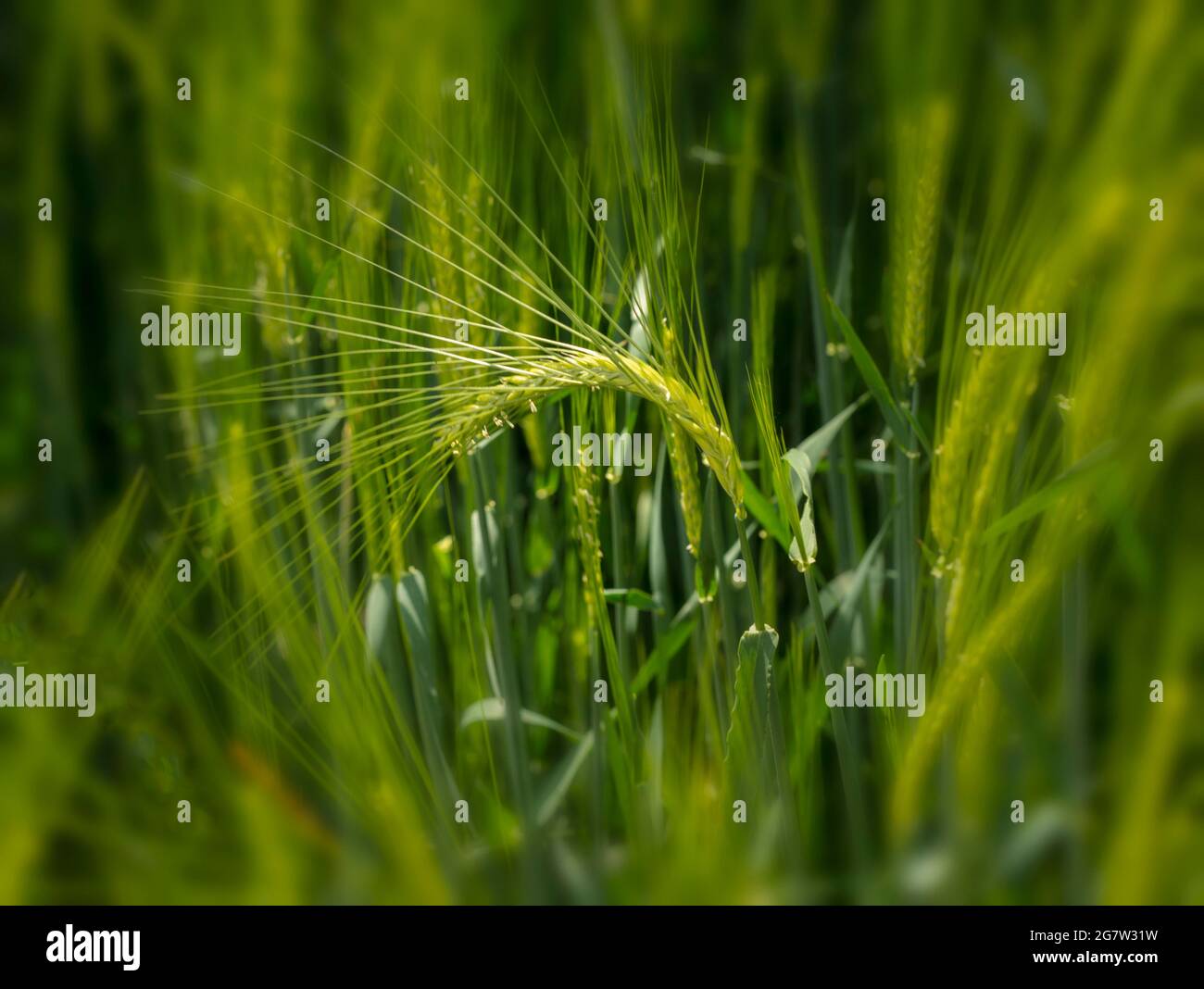 Very close-up Barley (Hordeum vulgare) ears showing makeup and ...