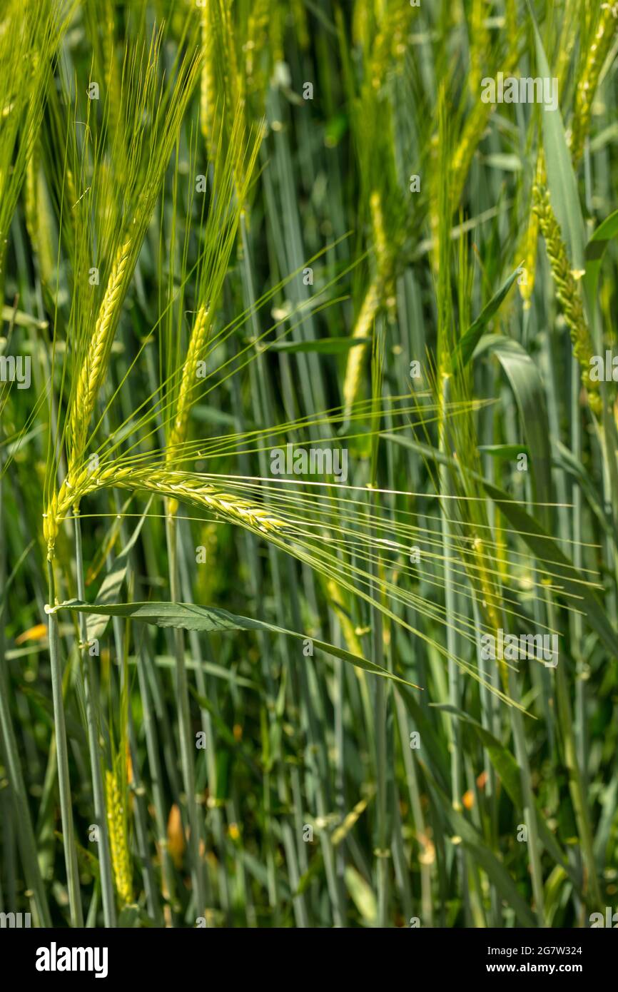 Very close-up Barley (Hordeum vulgare) ears showing makeup and ...